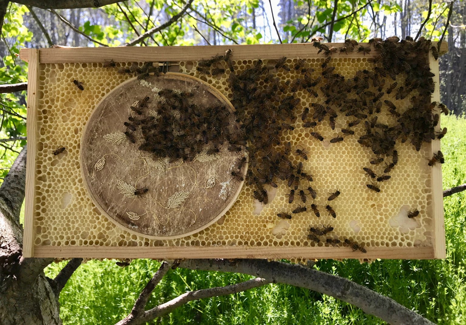 Artist Conversation with Ava Roth | Bee Colony Collaboration - All ...